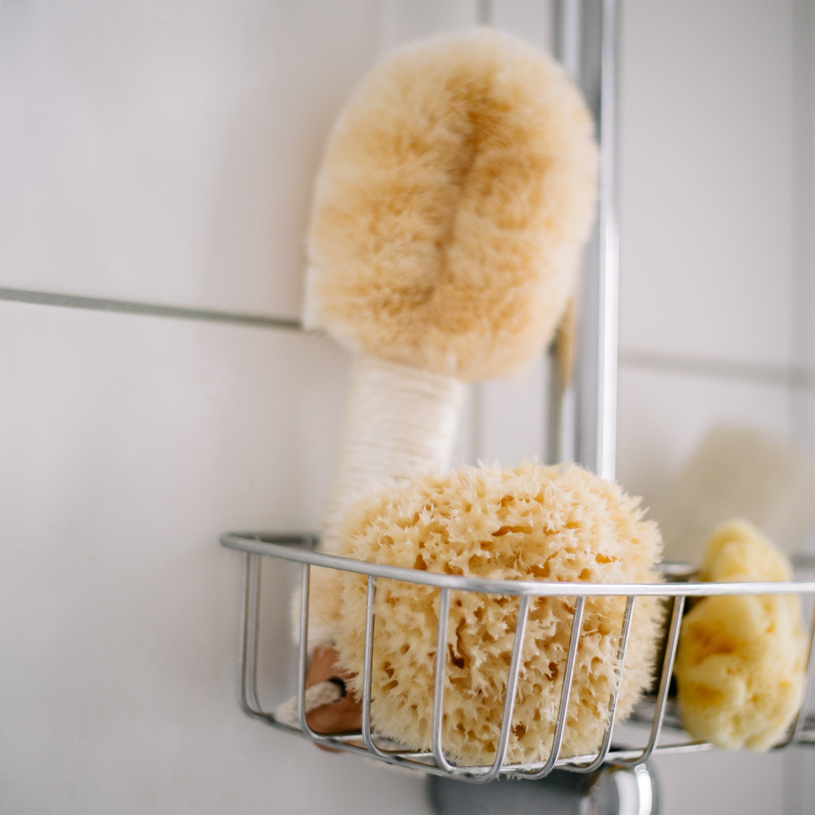 Mediterranean Sea Sponge with String – Ma Belle Provence